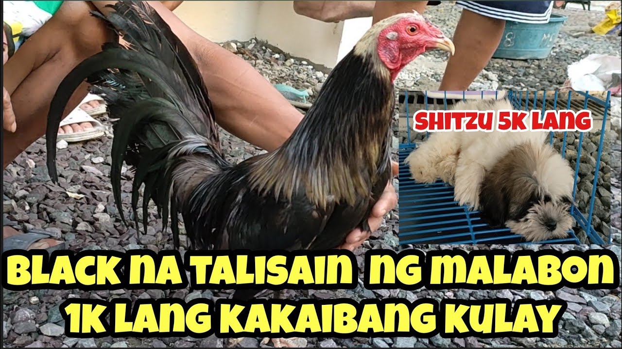 #hatch grey na black kakaibang kulay na talisain meron sa malabon# ...