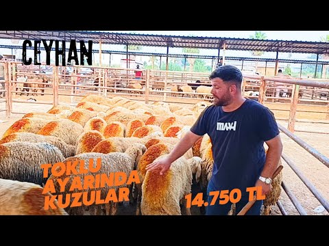17 TEMMUZ 2026 CEYHAN KÜÇÜKBAŞ HAYVAN PAZARI #sarıbaşkuzu #kangalkuzu #hayvanpazarı #kurbanlık #kuzu