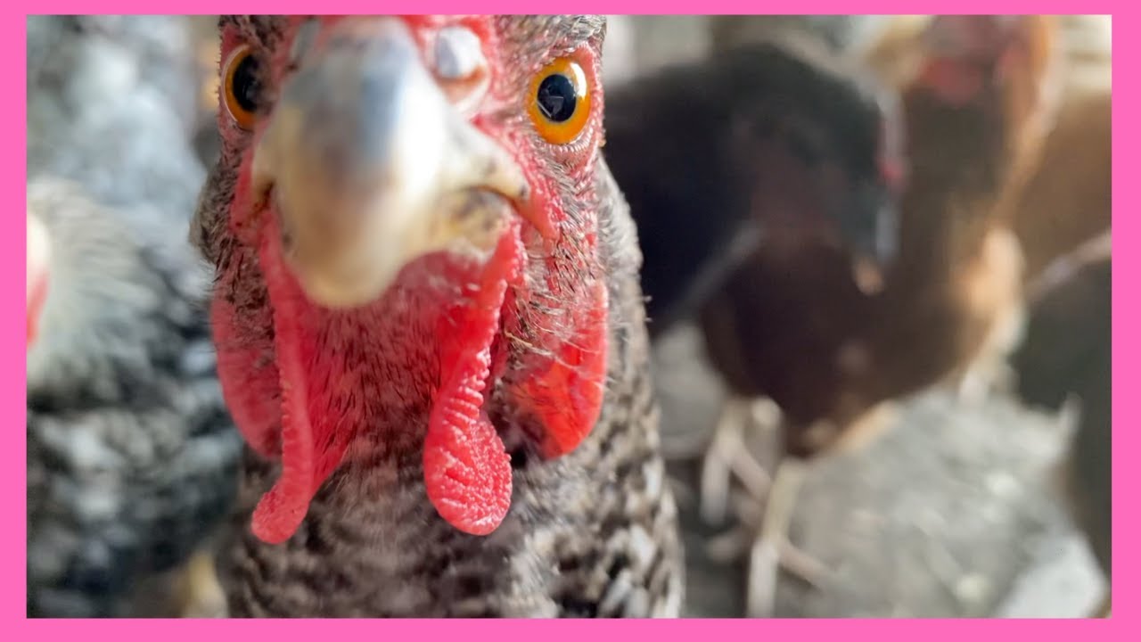 Chicken Pecks Camera - YouTube