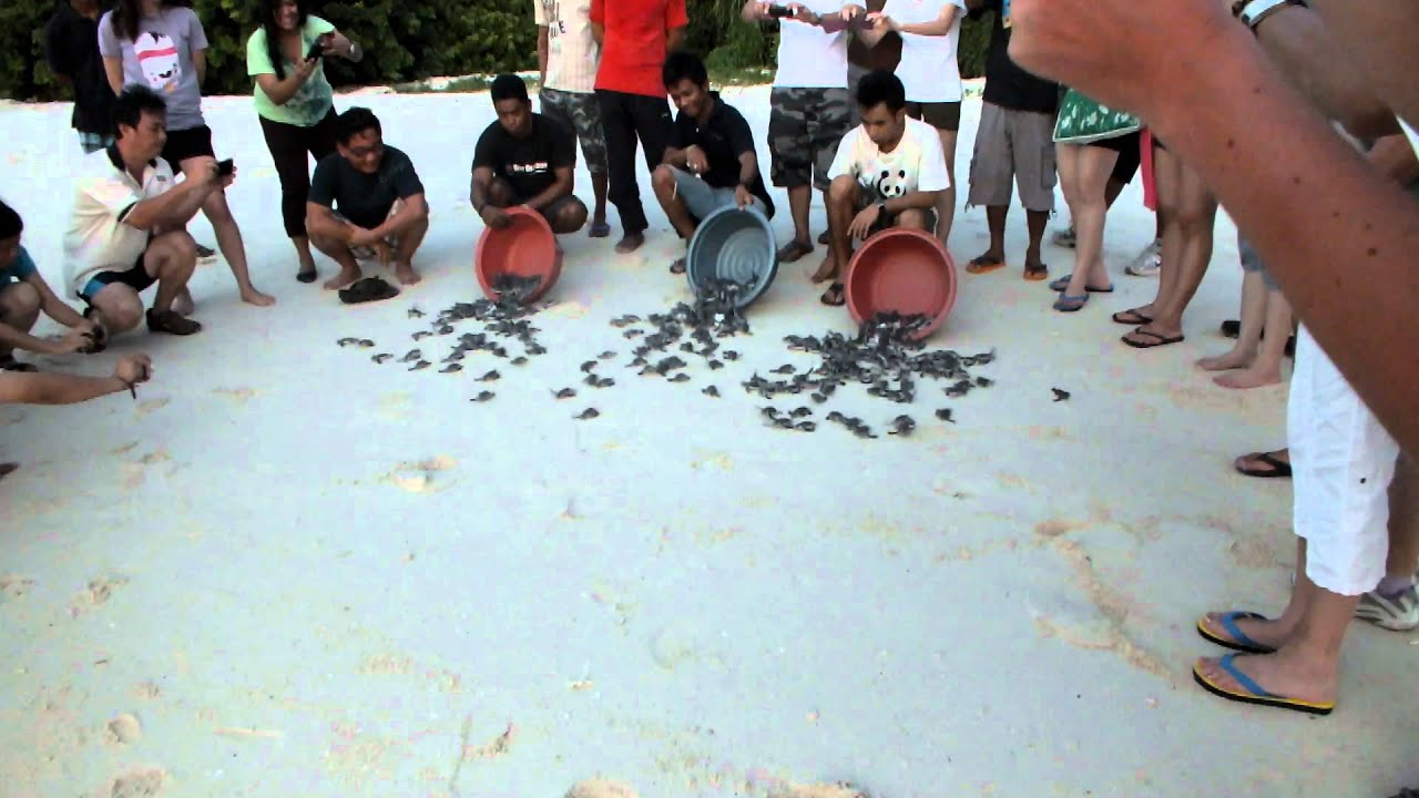 Lankayan island turtles release into the sea - YouTube