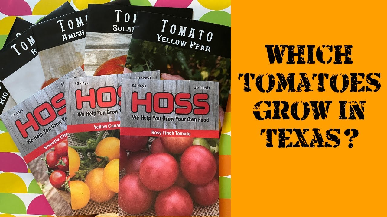 Rockin 8 Top Pick Tomato Varieties For a Central Texas Garden - YouTube