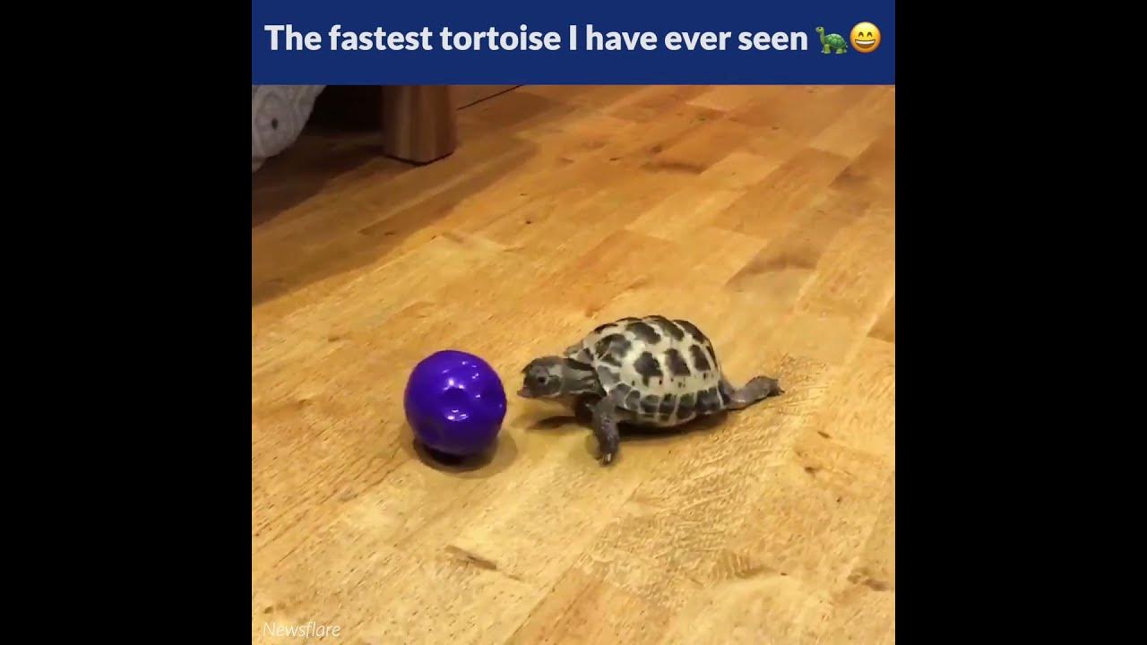 The fastest tortoise I have ever seen 😄 - YouTube