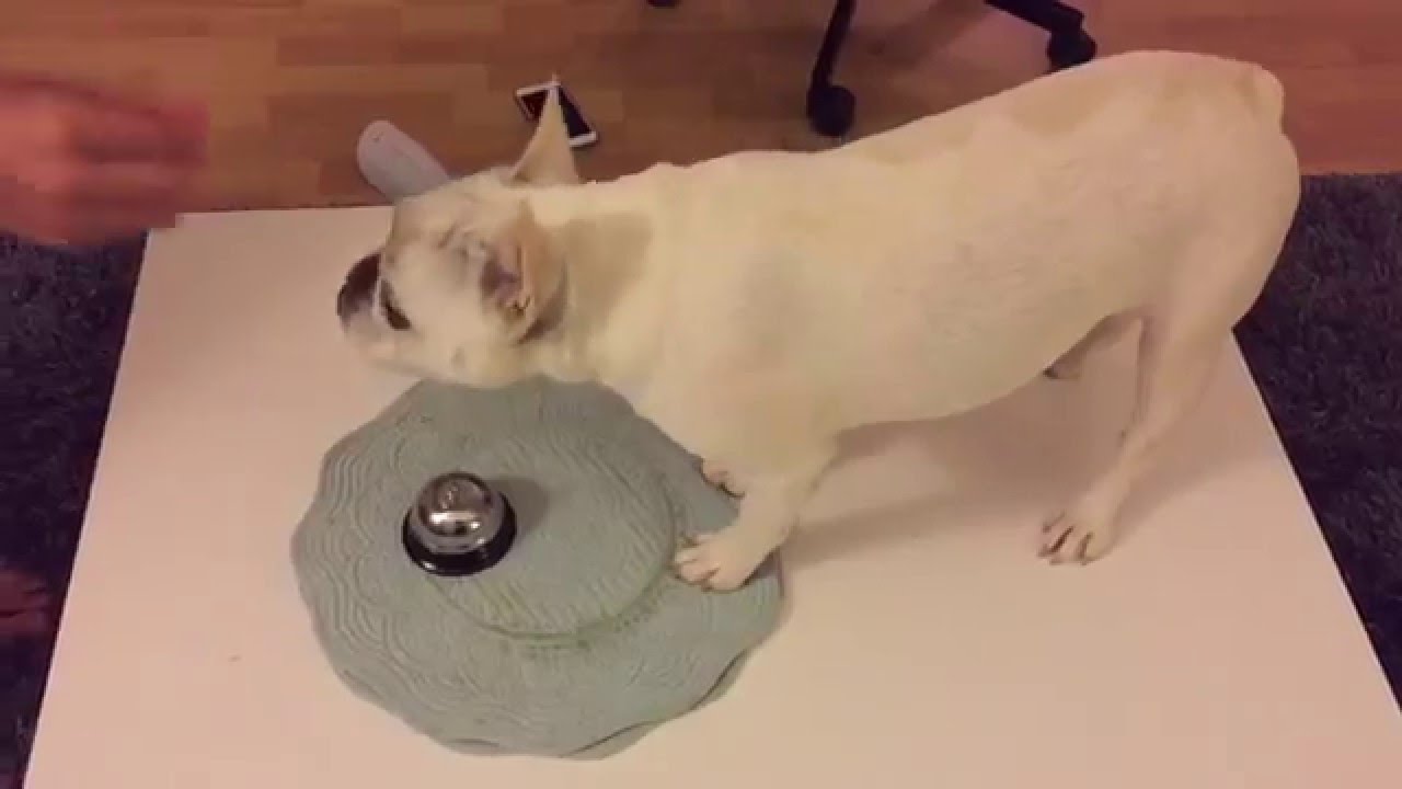 Easy training a dog "Ring a Bell" - YouTube