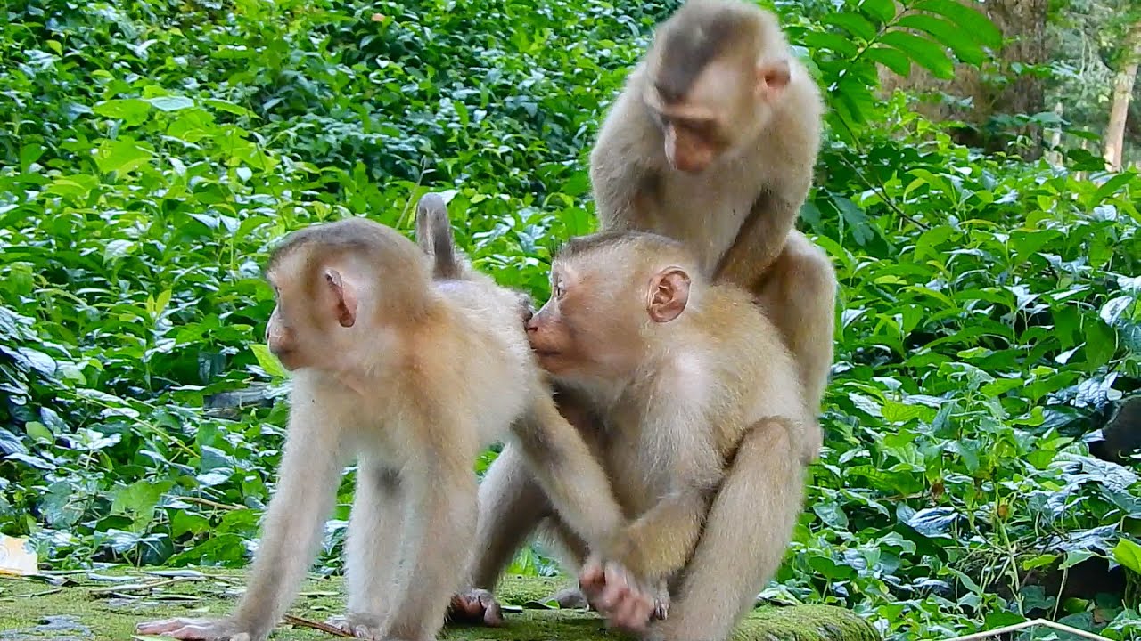 Sovana quickly escape while groom Luca one monkey approach her & she's scared - YouTube