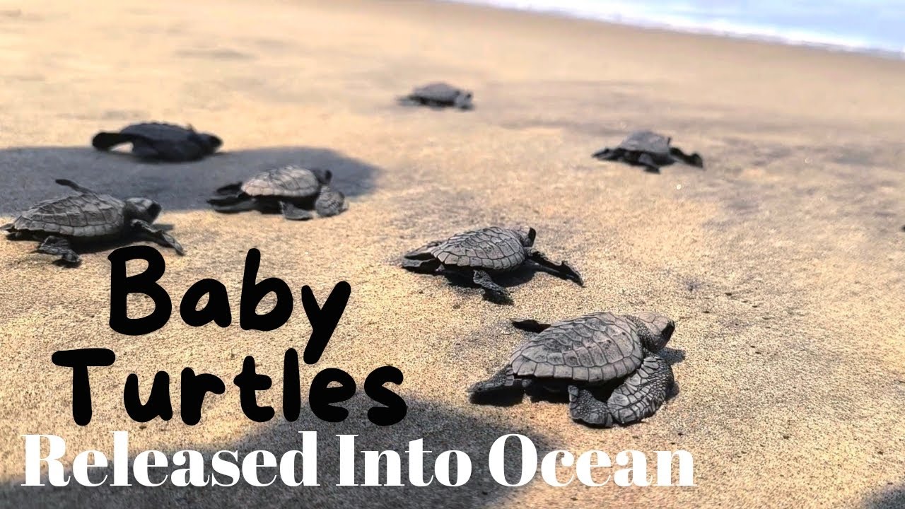 New Born Baby Turtles Released Into Ocean - YouTube