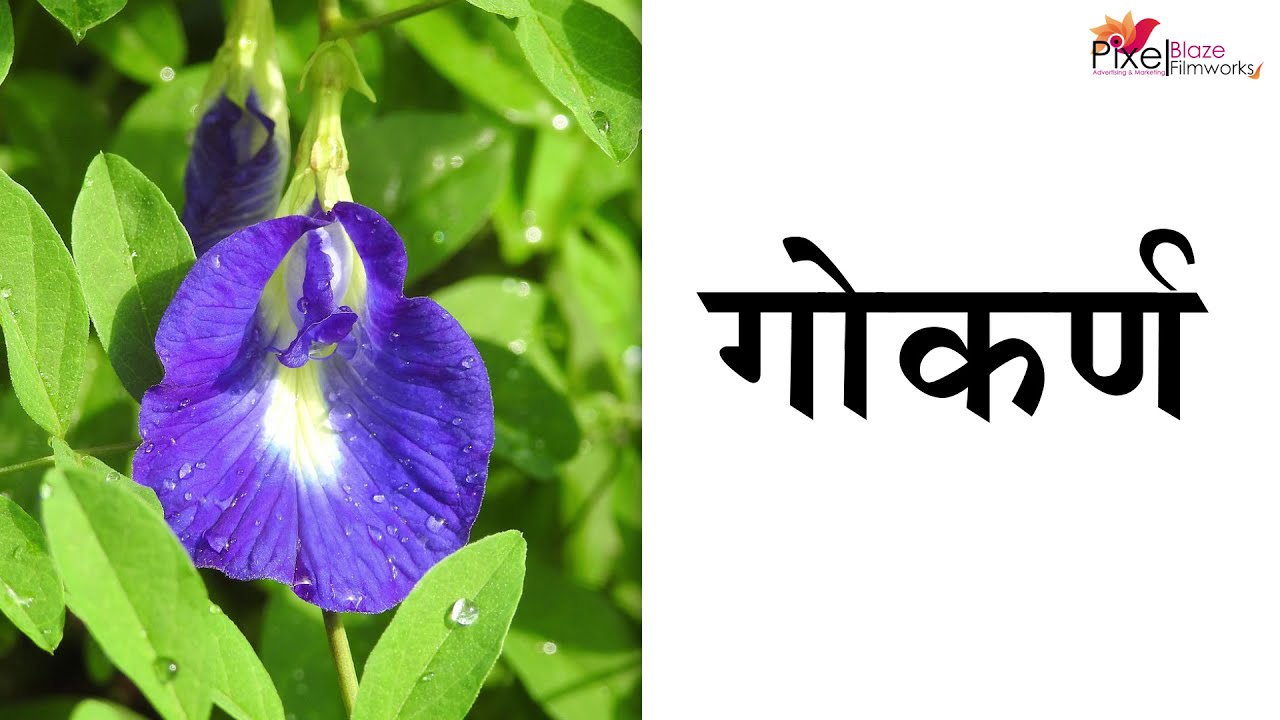 Indian Flowers Pictures With Names In Marathi | Best Flower Site