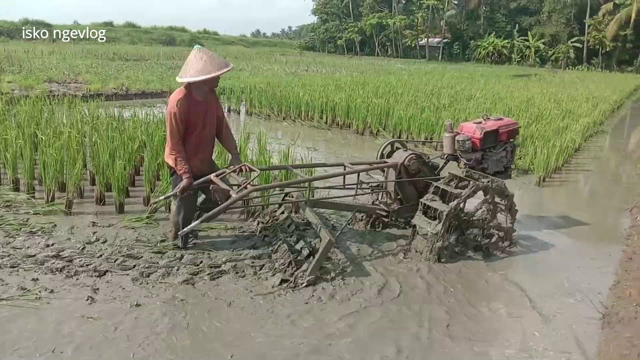 Traktor Sawah TL800, Mengolah Lahan Menggunakan Gelebeg - YouTube