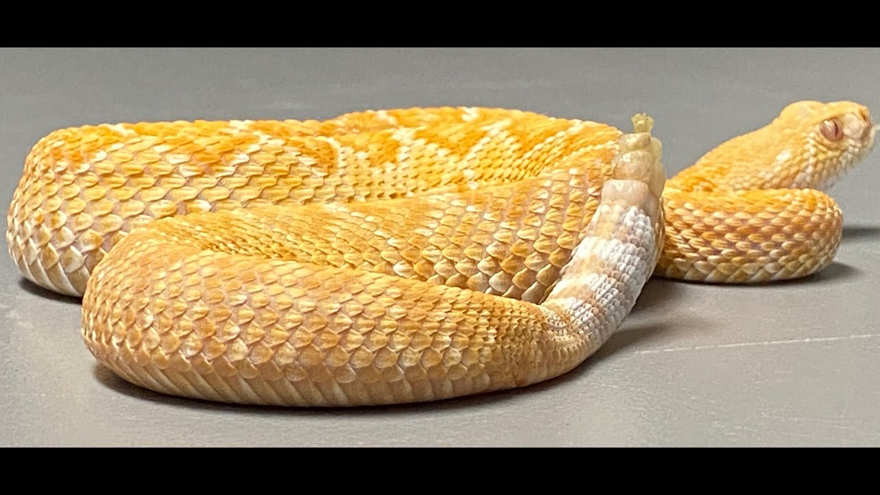 Episode 4-North American Pit Vipers - YouTube