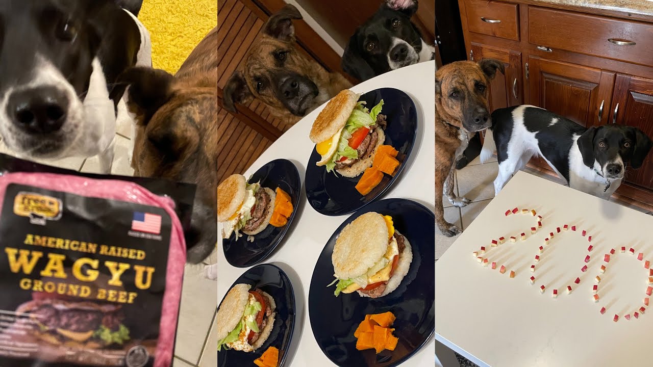 Wagyu Rice Burgers for Dogs!! 🍔 200 Subscribers Celebration!! 🎉🎊 - YouTube