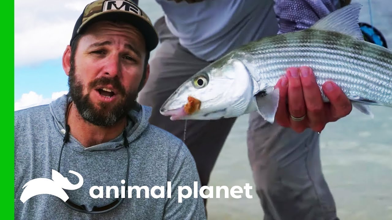 Fishing For Bonefish On A Lagoon In The Bahamas | Fish Or Die - YouTube