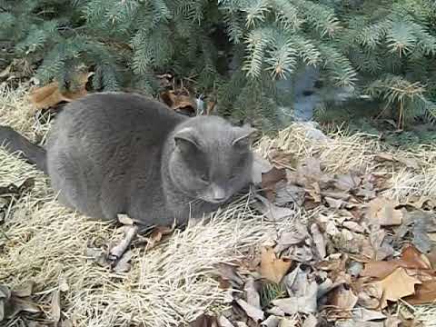 Ruskie Russian Blue Feral Cat Rescue - YouTube