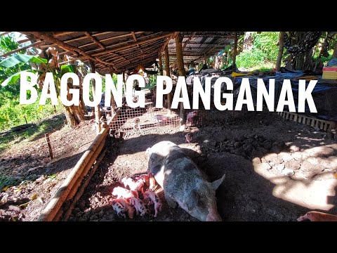 11 Biik sa isang inahing baboy natin | update sa ating electric fence ...