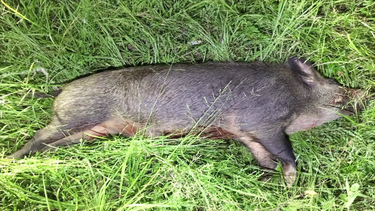 6.5 Creedmoor - Tall Grass Hog Hunt - YouTube