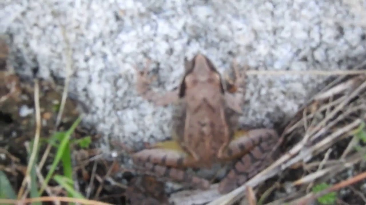 The Greek stream frog or simply Greek frog (Rana dalmatina) - YouTube