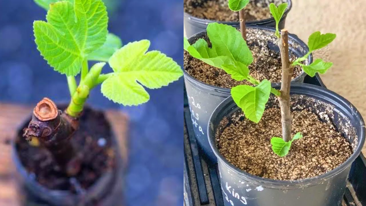 How to Grow Fruit Trees From Branches: A Unique Method for Beginners ...