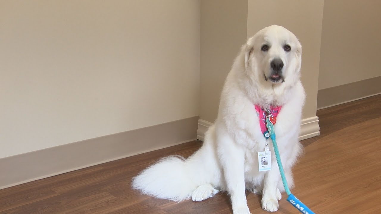 Therapy dogs visit patients at Hilton Head Regional Healthcare - YouTube