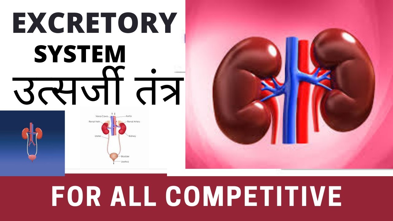 Excretory System Excretory Diseases Excretory System In Hindi YouTube excretory-system-excretory-diseases-excretory-system-in-hindi-youtube