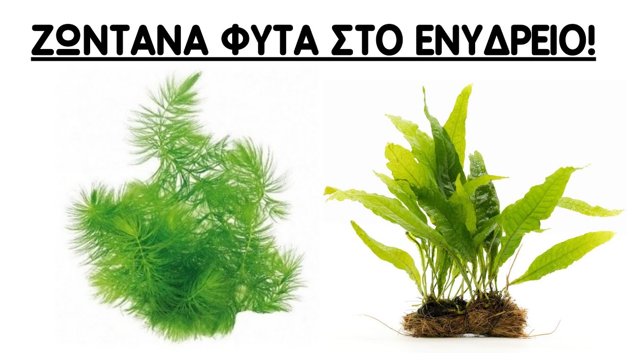 ΖΩΝΤΑΝΑ ΦΥΤΑ ΣΤΟ ΕΝΥΔΡΕΙΟ! - YouTube