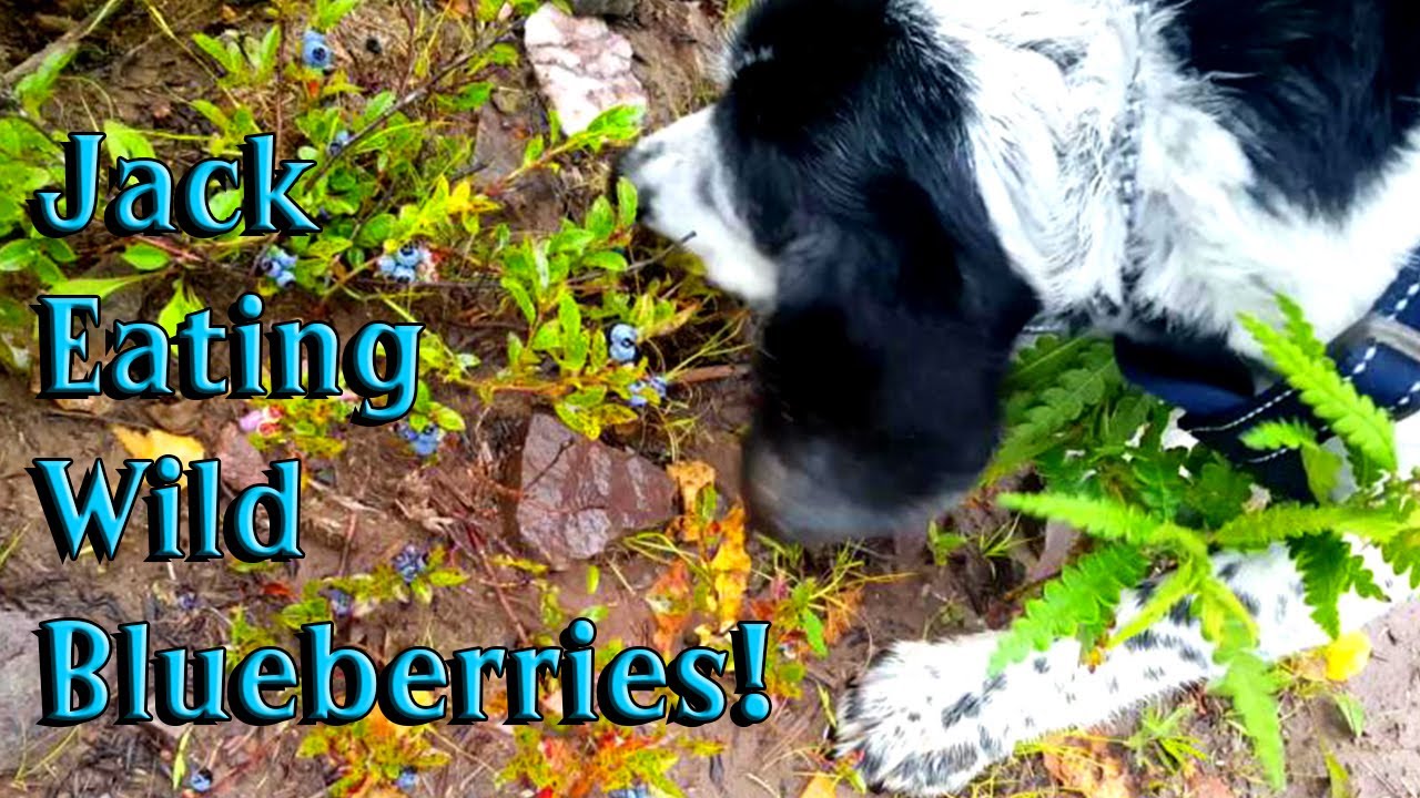 Hound Dog Jack Eating Blueberries! Nature's Buffet! ♥ - YouTube