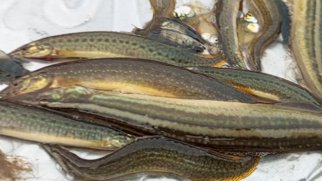 Boal in the waters of China filled with fish !! অঠাই পানিতে নৌকা নিয়া ...