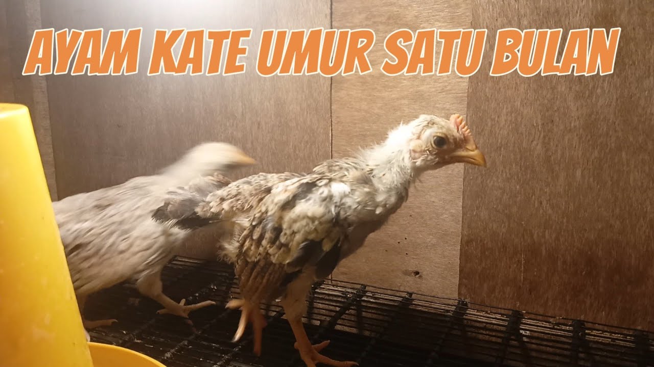 update anakan ayam kate umur 1 bulan - YouTube