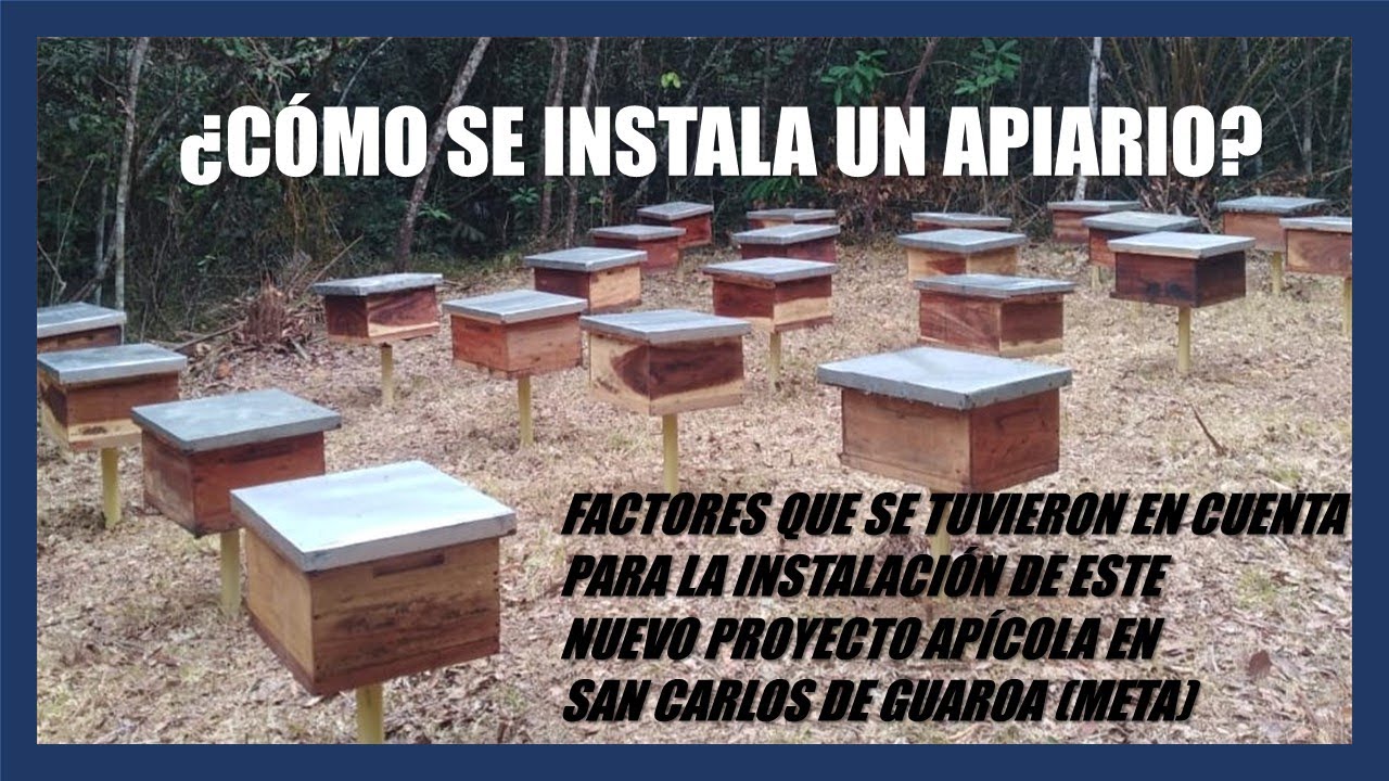 ¿CÓMO SE INSTALA UN APIARIO? FACTORES A TENER EN CUENTA PARA INSTALAR UN APIARIO NUEVO - YouTube