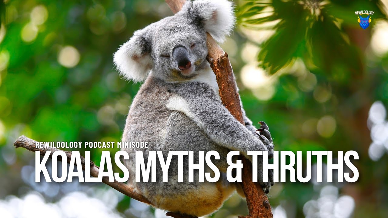 Koalas 101: Debunking Myths and Revealing Truths Danielle Clode, PhD (Ep 168) - YouTube