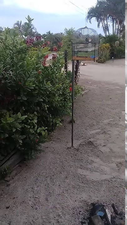 Picolet pi piye - YouTube