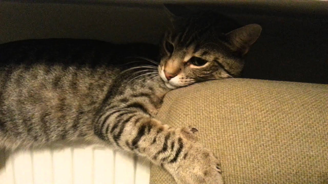 Seething cat on the heater - YouTube