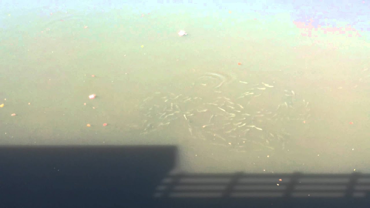 Bronx river fish - YouTube