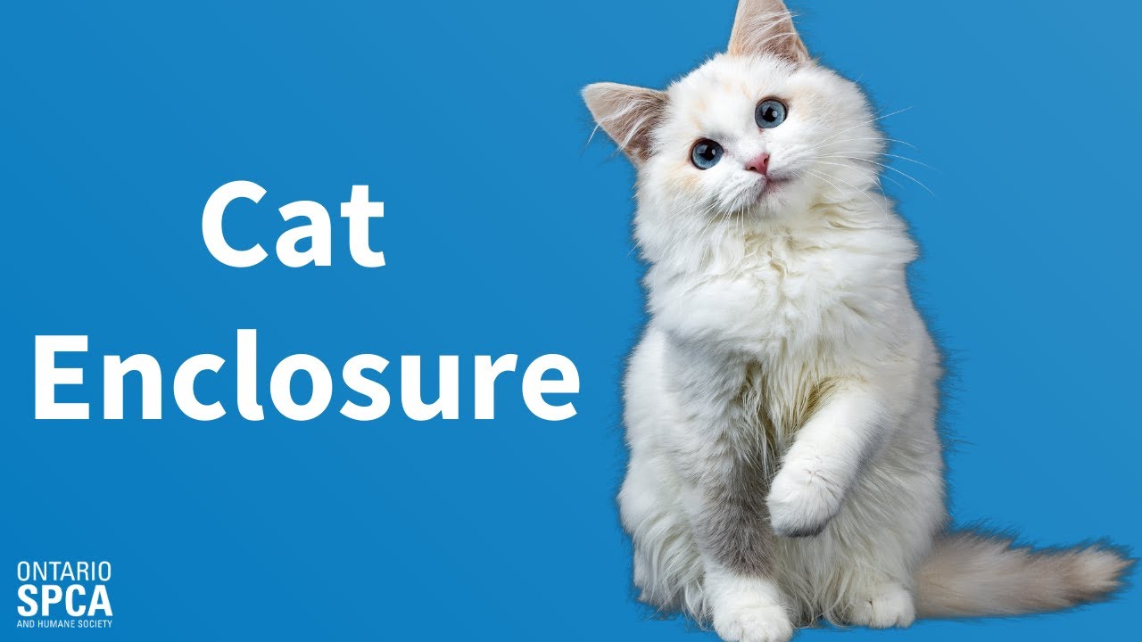 Rodney & Duncan's New Cat Enclosure - YouTube