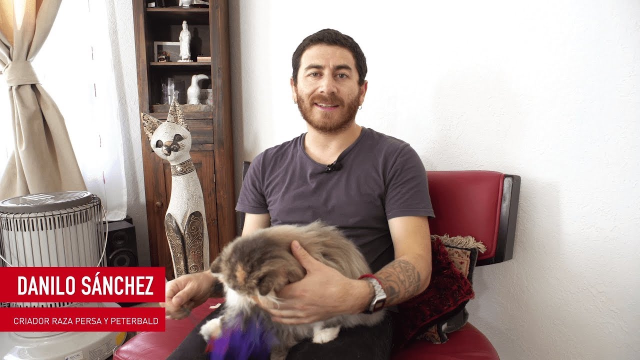 Danilo Sánchez - Criador Raza Persa y Peterbald - YouTube