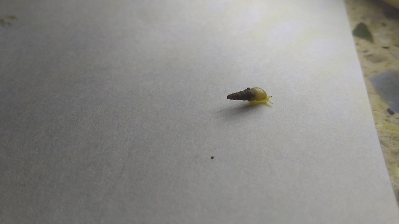 How snail come out from shell mortal shell - YouTube