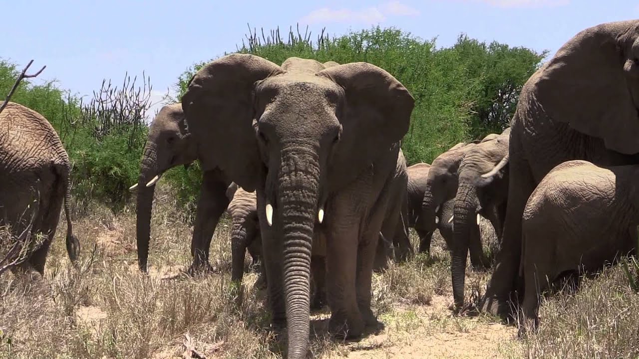 An Elephant's Tale - SANTA BARBARA ZOO - YouTube