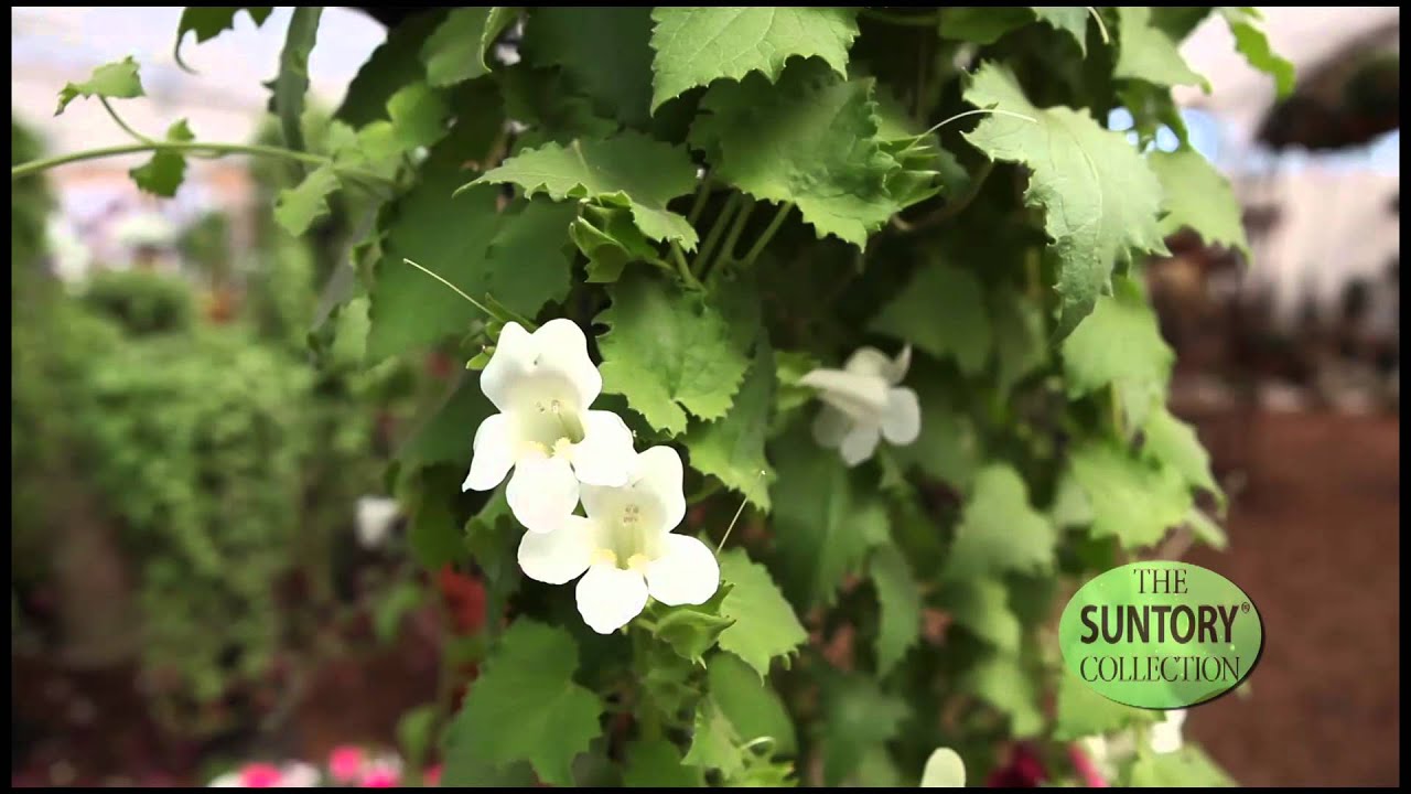 Lofos® Lophospermum: Vigorous and Dramatic Vine - YouTube