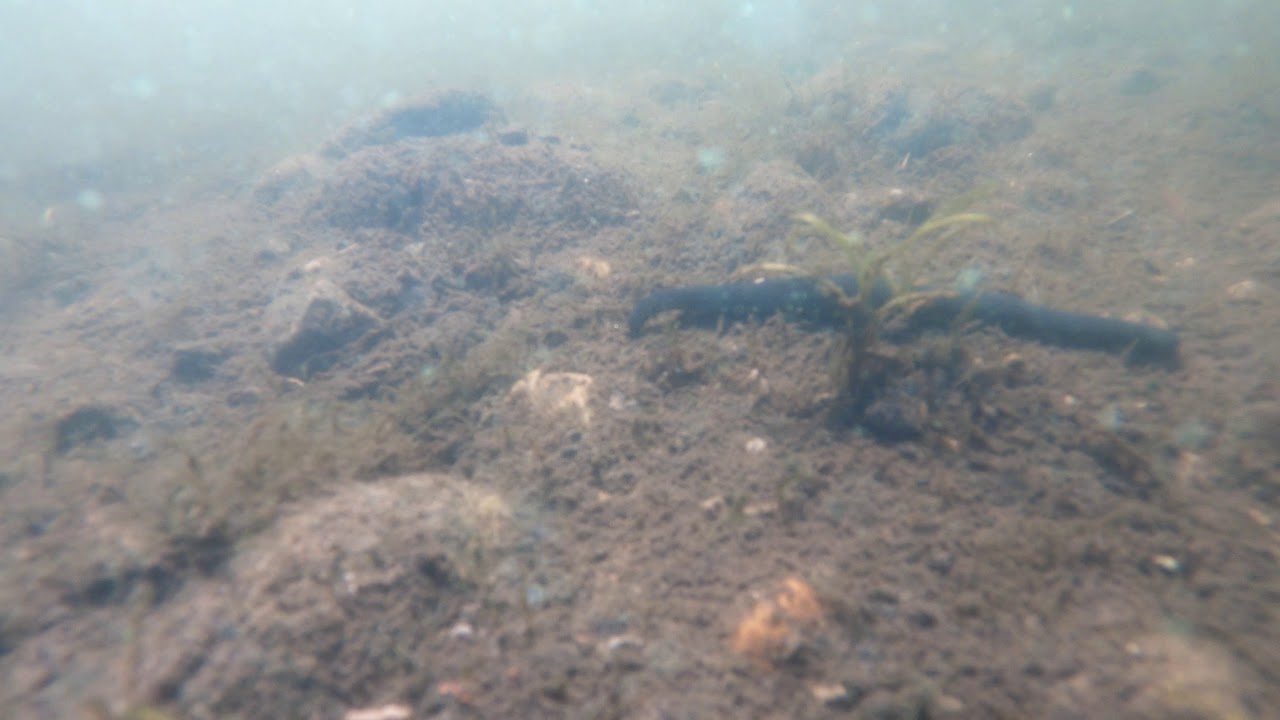 Pond Leech - YouTube