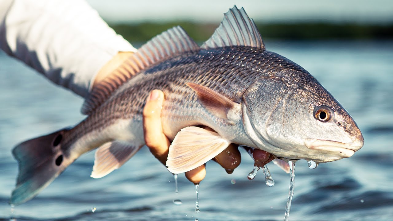 Red Drum In Water