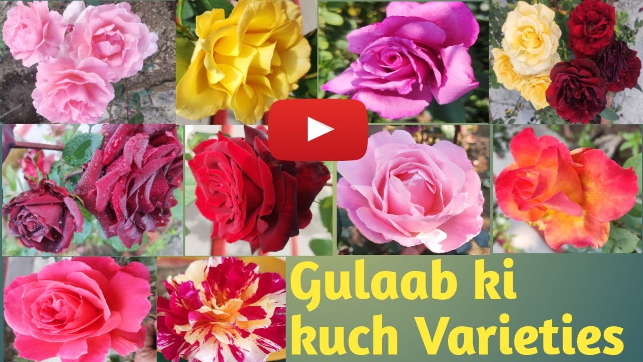 Beautiful Rose, Gulaab, Gulaab Collection, Different Varieties of Roses ...