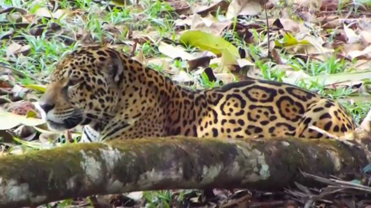 Onça Pintada: maior felino brasileiro - Panthera onca - Jaguar - YouTube