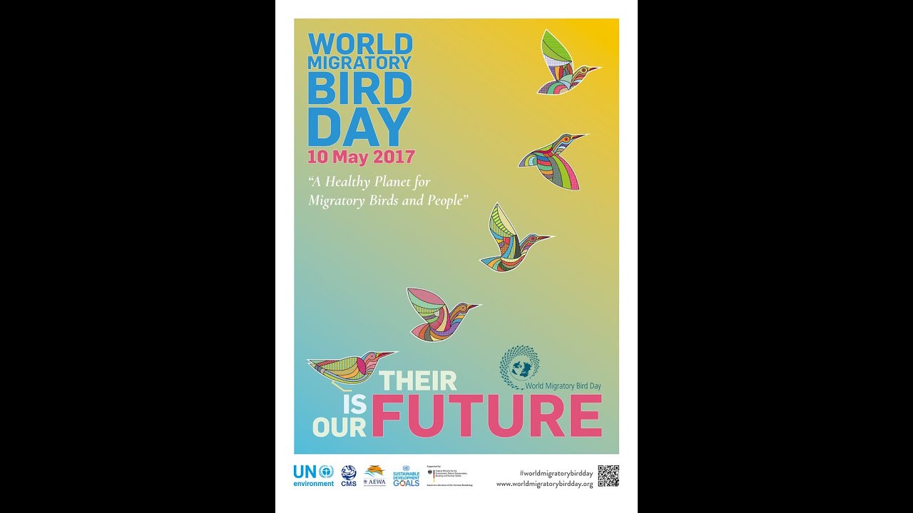 World Migratory Bird Day May 14 - YouTube