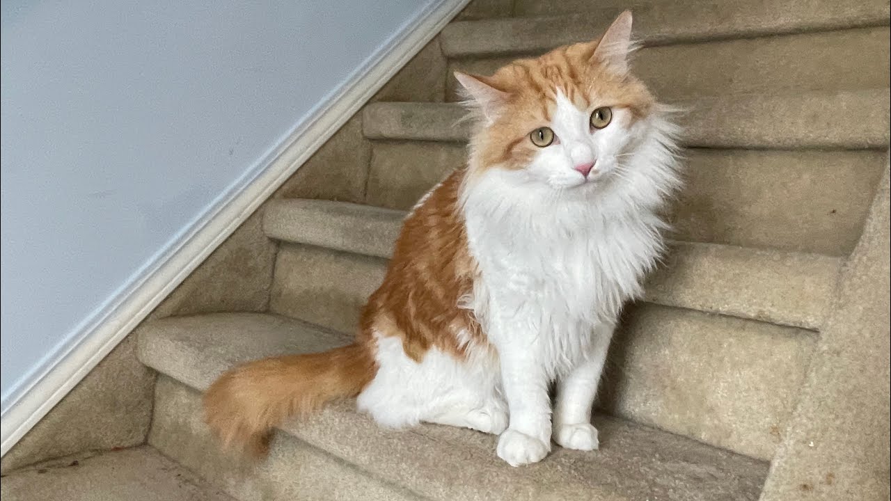 Crazy cute cat’s daily routine, - YouTube