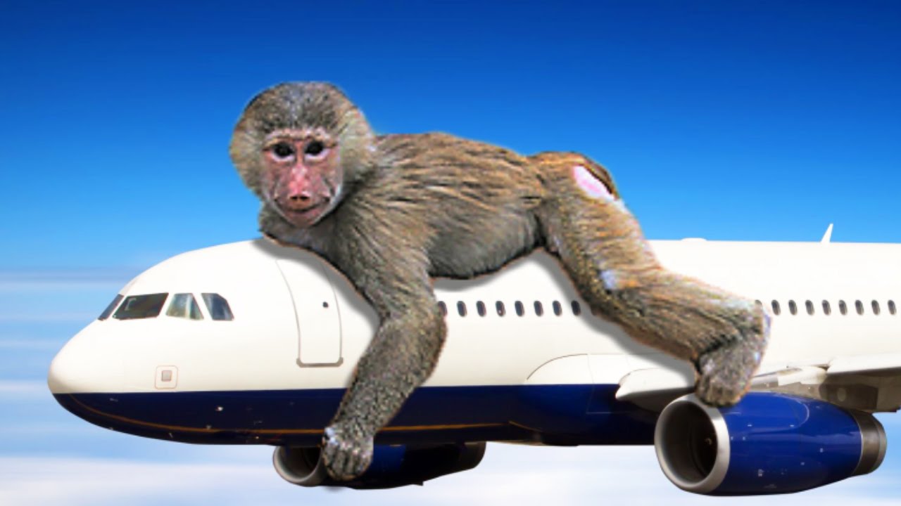 How Did This Monkey Sneak Past the TSA? - YouTube