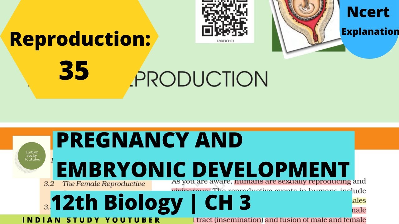 Reproduction 35: Pregnancy and Embryonic development| Human ...