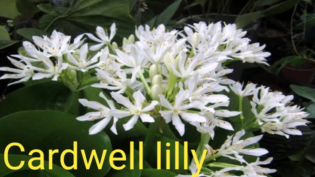Gardening, Cardwell lilly (proiphys Amboinensis) plant care and ...