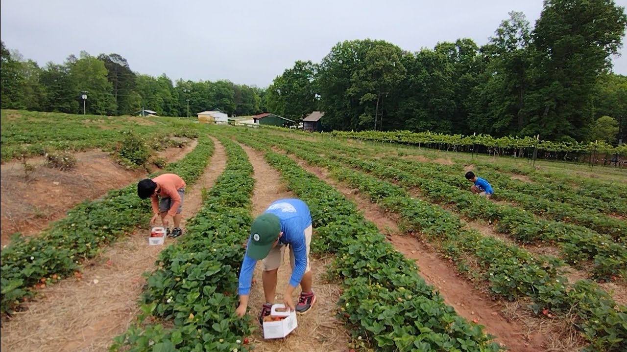 cortando fresas en un hermoso campo 🍓 🍓 //we are in a very nice farm ...