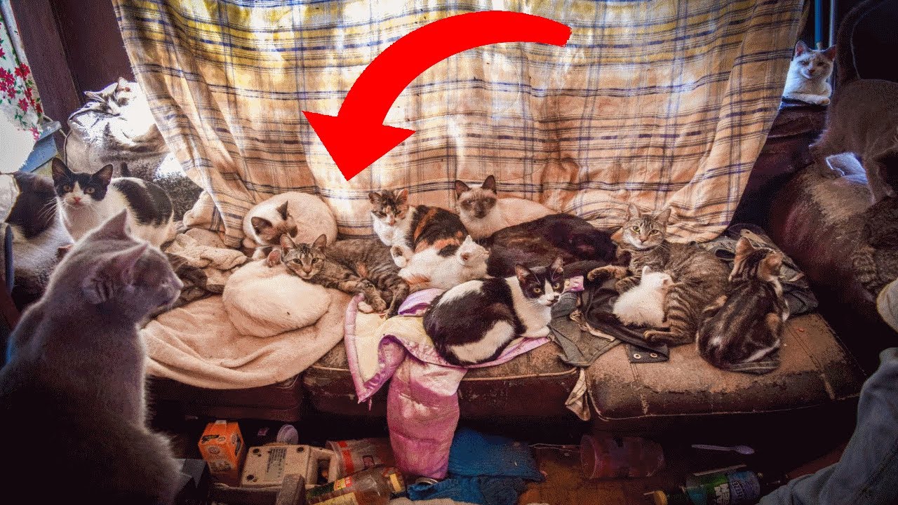 Investigation into a smelly house leads to the discovery of 100 cats ...