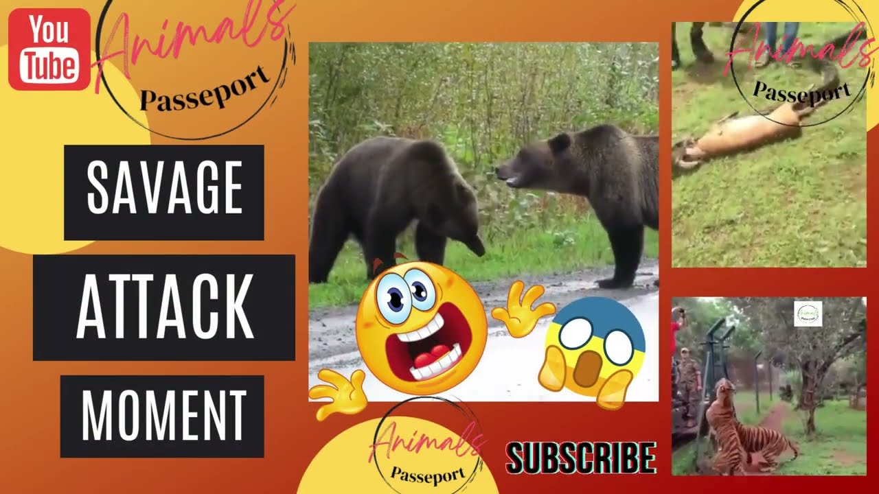 Animals Passeport Chanel: Violent attacks by wild animals compilation n°7 - YouTube