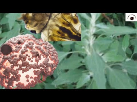 :MU BIMERA WASUZUGURA IKI UKIVANEMO(UMUGOMBE) UZATUNGURWA CYANE,KU ...