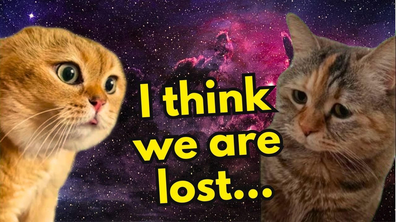 Two cats are lost in space (Cat Memes) - YouTube