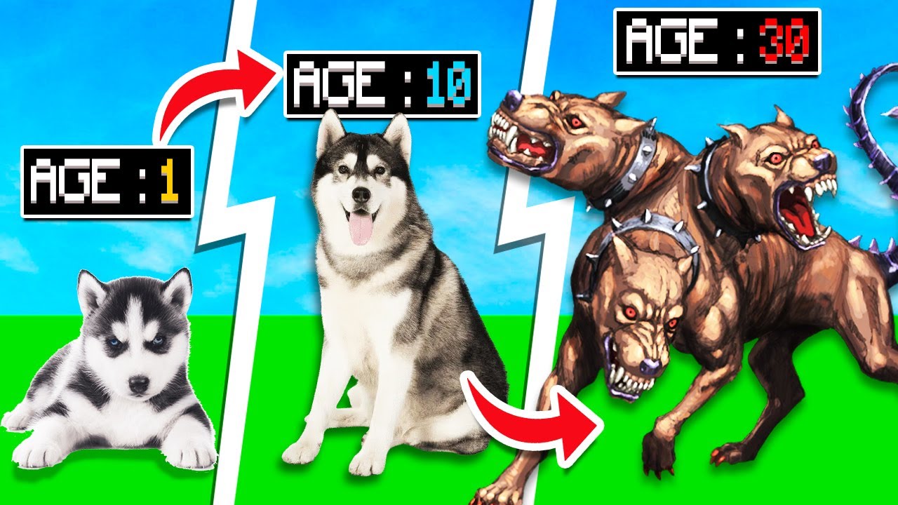 J'ÉVOLUE MON CHIEN AU NIVEAU MAXIMUM ! (Dog Evolution Run 3D) - YouTube